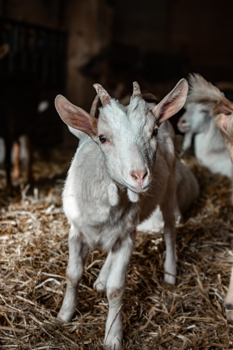 Local Events: Discover the Bard Goat Farm